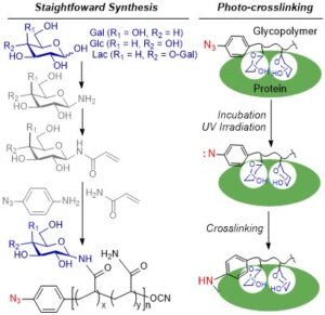 Publications – Sunlab